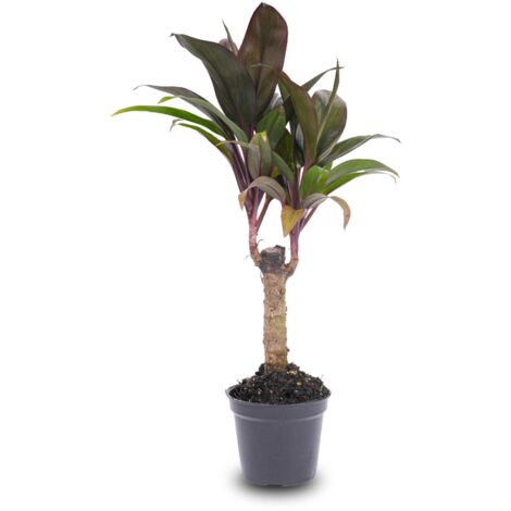 Mini-palmier Cordyline fruticosa 'Purple Compacta' - Plante de ...