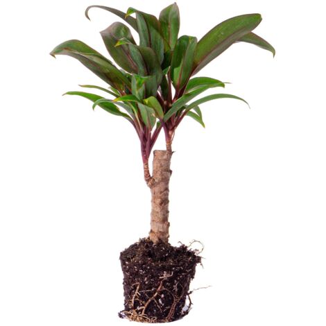 Mini-palmier Cordyline fruticosa 'Purple Compacta' - Plante de ...