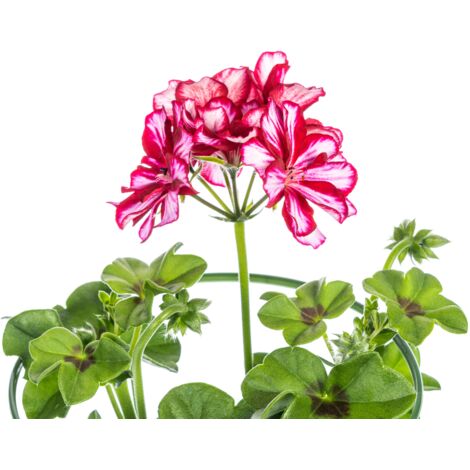 Lot De 8 Pelargonium Peltatum Mexica Ruby Ø12 Cm Hauteur 20 Cm