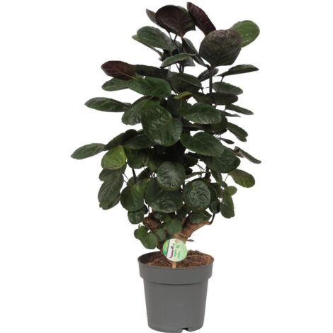 Polyscias Scutellaria Fabian - Ø19cm - H60cm– ComfortXL Green