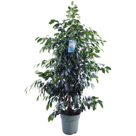 Plante Ficus Benjamina Midnight Lady - Diamètre 27cm, Hauteur 140cm ...