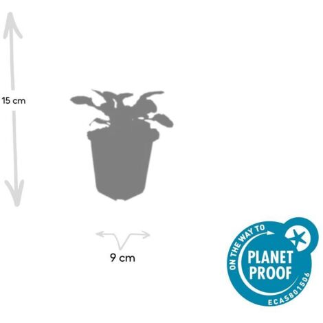 6x Plante Ajuga reptans 'Catlin's Giant' - ↕10-25cm (hauteur) - Ø9cm ...
