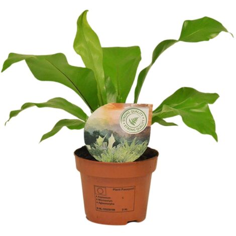 Asplenium Nidus - Ø12cm - H35cm– ComfortXL Green