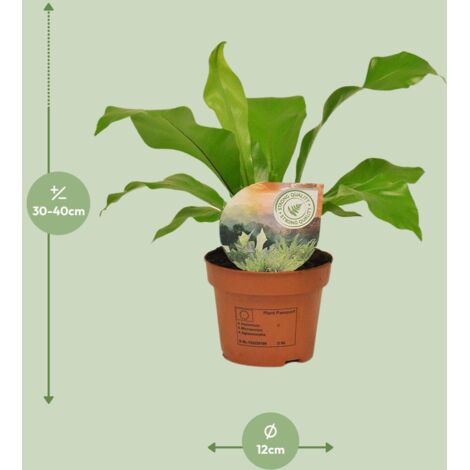 Asplenium Nidus - Ø12cm - H35cm– ComfortXL Green