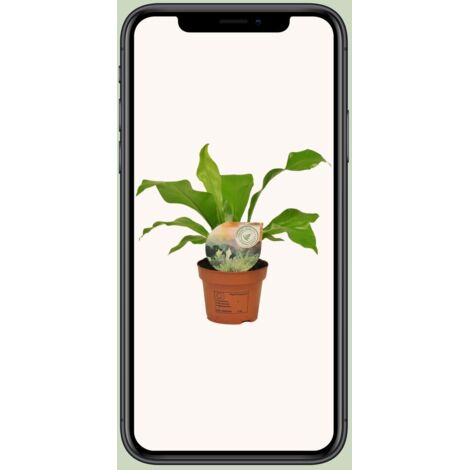 Asplenium Nidus - Ø12cm - H35cm– ComfortXL Green