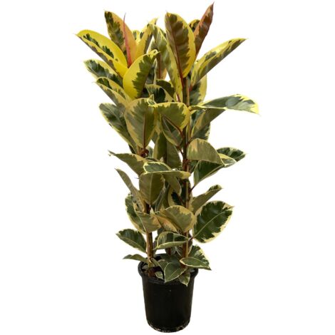 Ficus Elastica Tineke - Forme buissonnante - 160 cm - ø28– ComfortXL Green