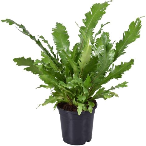 Asplenium Nidus - Ø17cm - H45cm– ComfortXL Green