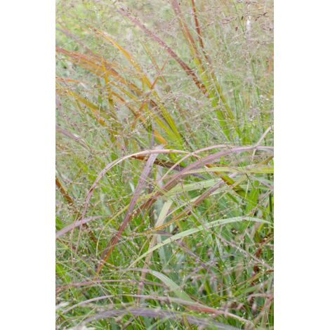 Panicum virgatum Cheyenne Sky - Plante décorative gazonnante ...