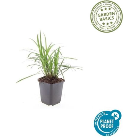 12x Plante Liriope muscari 'Moneymaker' - ↕10-25cm (hauteur) - Ø9cm ...