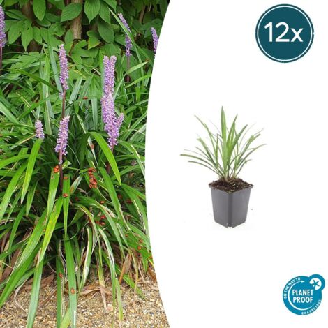 12x Plante Liriope muscari 'Ingwersen' - ↕10-25cm (hauteur) - Ø9cm ...