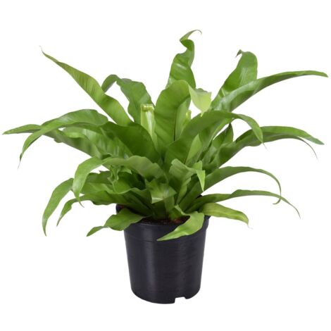 Asplenium Antiquum - Ø17cm - H45cm– ComfortXL Green