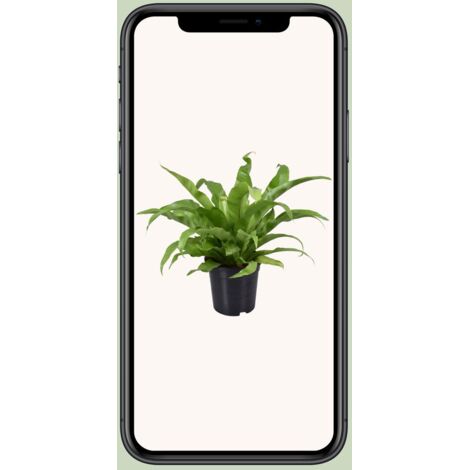 Asplenium Antiquum - Ø17cm - H45cm– ComfortXL Green