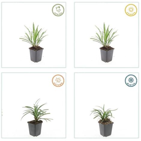 60x Plante Liriope muscari 'Ingwersen' - ↕10-25cm (hauteur) - Ø9cm ...