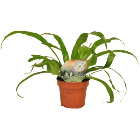 Asplenium Antiquum - Ø12cm - H30cm– ComfortXL Green