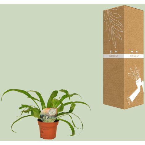 Asplenium Antiquum - Ø12cm - H30cm– ComfortXL Green