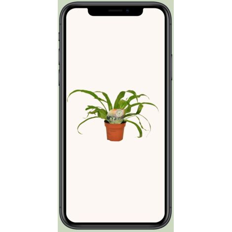 Asplenium Antiquum - Ø12cm - H30cm– ComfortXL Green