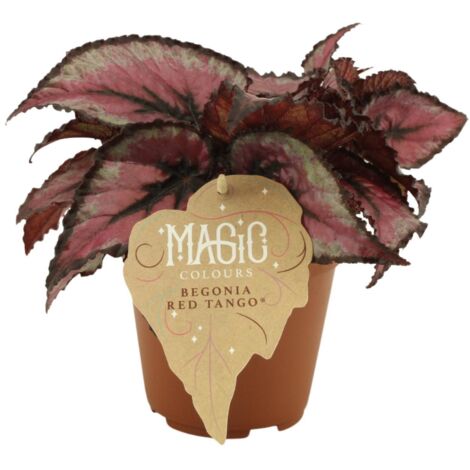 Begonia Rex Red Tango - Plante tropicale feuillage coloré Ø12cm ↕25cm ...