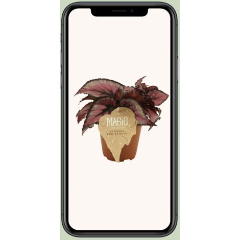 Begonia Rex Red Tango - Plante tropicale feuillage coloré Ø12cm ↕25cm ...