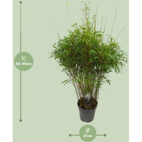Plante Fargesia 'Rufa' (Bambou non envahissant) - Diamètre 27cm ...