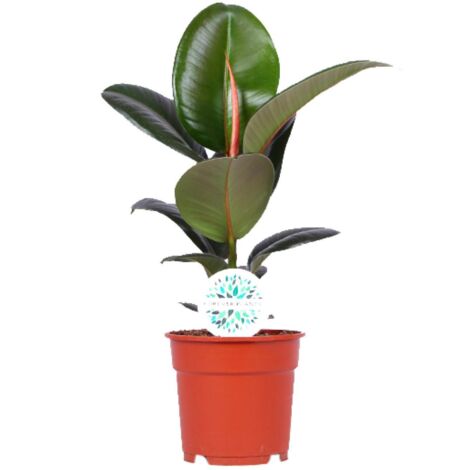 Ficus Elastica 'Robusta' - Ø17cm - H55cm– ComfortXL Green