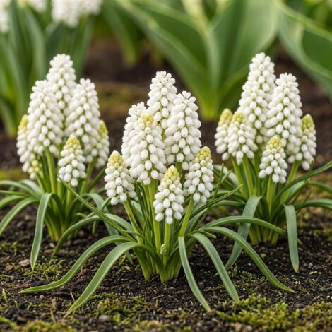 Bulbes de Muscari White Magic fleurs blanches lot 50 pièces calibre 6/7 ...
