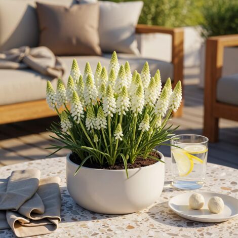 Bulbes de Muscari White Magic fleurs blanches lot 50 pièces calibre 6/7 ...