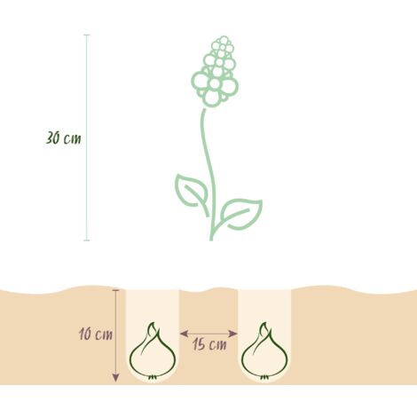 Bulbes de Muscari White Magic fleurs blanches lot 50 pièces calibre 6/7 ...