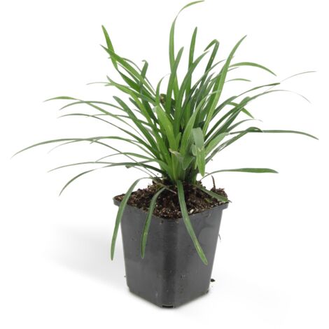 48x Plante Liriope muscari 'Big Blue' - ↕10-25cm (hauteur) - Ø9cm ...