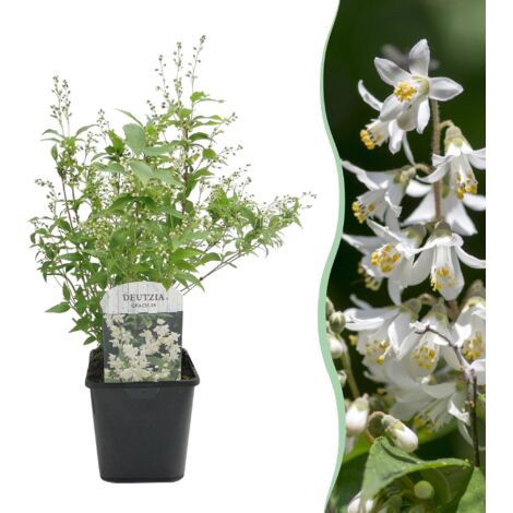 Haie if Taxus baccata vert persistant 6 plantes 1 m pot 17 cm hauteur ...