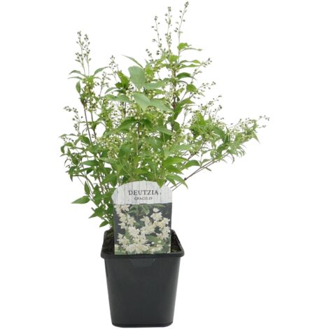 Haie if Taxus baccata vert persistant 6 plantes 1 m pot 17 cm hauteur ...