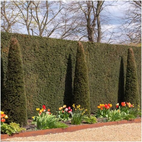 Haie de 1 m If commun Taxus baccata – set de 6 plantes persistantes ...
