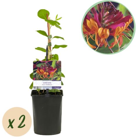 Chèvrefeuille Lonicera heckrottii Goldflame fleurs rose et jaune ...