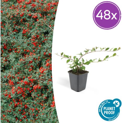 Cotoneaster dam. 'Major' couvre-sol Ø9cm H25cm– ComfortXL Green
