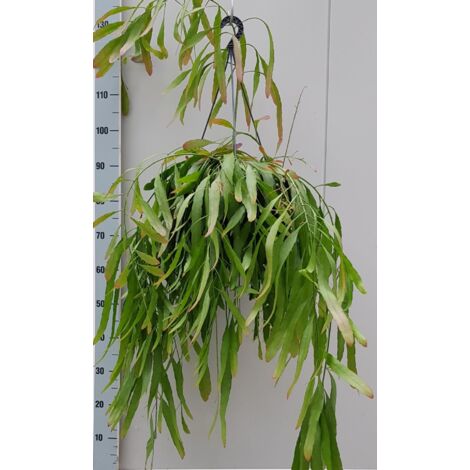 Plante Rhipsalis Red Coral - Diamètre 25cm, Hauteur 60cm– ComfortXL Green