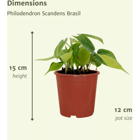 Philodendron Scandens Brasil - Lot de 4 - Ø12cm - H15cm– ComfortXL Green