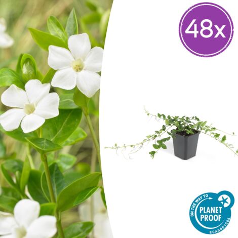 48x Pervenche Vinca minor 'Alba' Pot Ø9 cm Hauteur 10-25 cm– ComfortXL ...