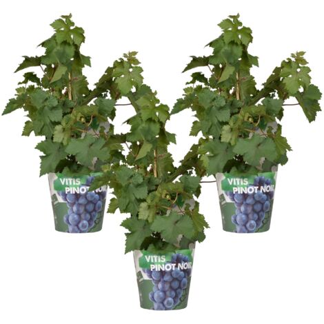 Vitis Pixie 'Pinot Noir' - Plante grimpante fruitière Ø14cm ↕30cm (lot ...