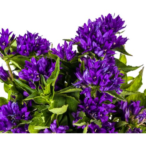 Campanula Glomerata Genti Blue clochette bleue Ø19 cm hauteur 30-40 cm ...