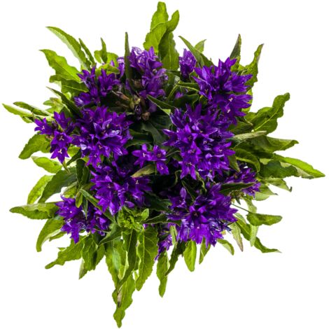 Campanula Glomerata Genti Blue clochette bleue Ø19 cm hauteur 30-40 cm ...