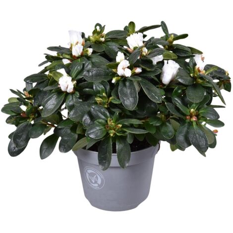 Azalea Witte Vogel - Azalée blanche décorative Ø13cm ↕27cm– ComfortXL Green