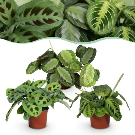 Plante d'intérieur Mix Maranta Silverband Lemon Lime Kerchoveana verte ...
