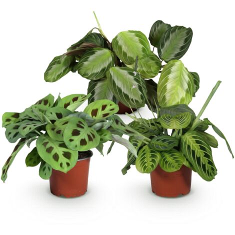Plante d'intérieur Mix Maranta Silverband Lemon Lime Kerchoveana verte ...