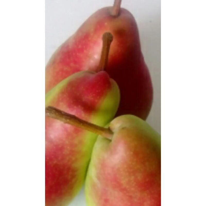 PIANTA DI PERO PRECOCE MORETTINI altezza160 /170 anni due vaso 20 (foto ...