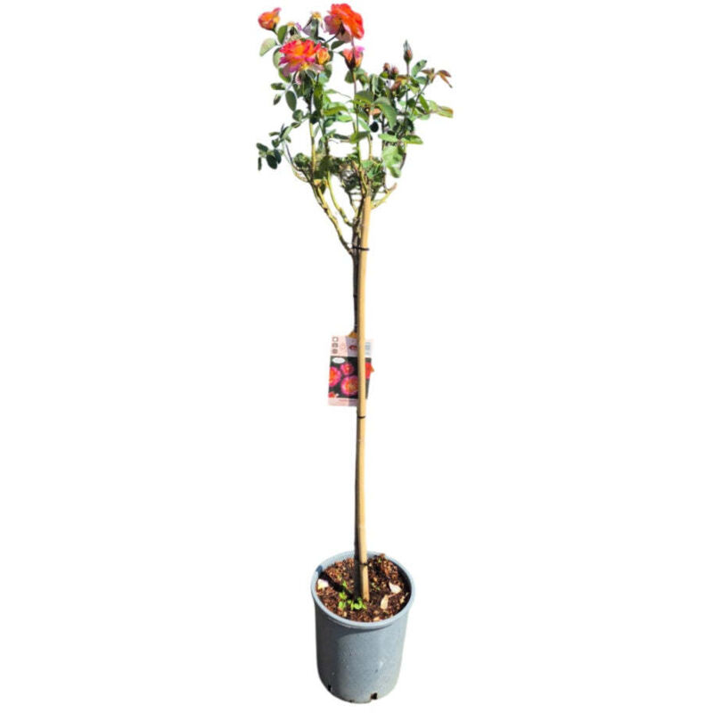 ROSA ALBERELLO BARNI - Rosa spp. (ibridi Barni a alberello)-27