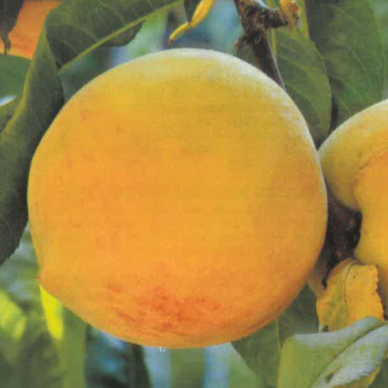 PESCA PERCOCA CARSON - Prunus persica-20 / 140 - 160 cm