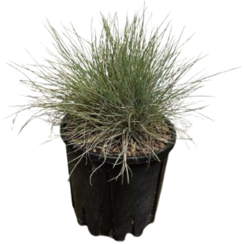 FESTUCA GLAUCA, FESTUCA AZZURRA