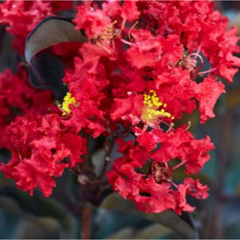 LAGERSTROEMIA INDICA ROSSA-20
