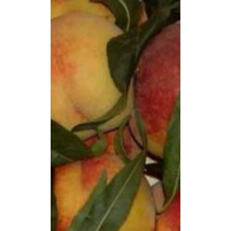 PIANTA DI PESCA PERCOCCA JONIA ALTEZZA 160 CM (foto reale) IN VASO CM 20