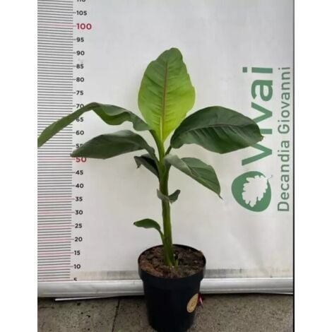 MUSA BASJOO PIANTA DI BANANO GIAPPONESE A CESPUGLIO IN VASO 23 (foto reale)