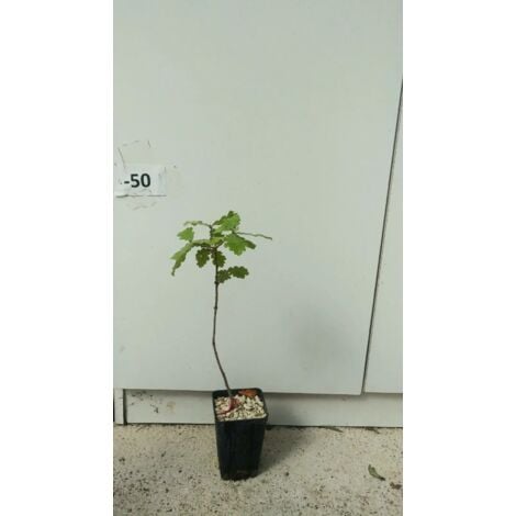 PIANTA QUERCIA FARNIA CON TARTUFO SCORZONE INVERNALE (T.BORCHII) (foto ...